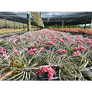 ragnaroc Air Plants - Flowering Tillandsia Pink Paske Large 5" - 1ct - Live Arrival Guaranteed - House Plants for Home Decor & Gift