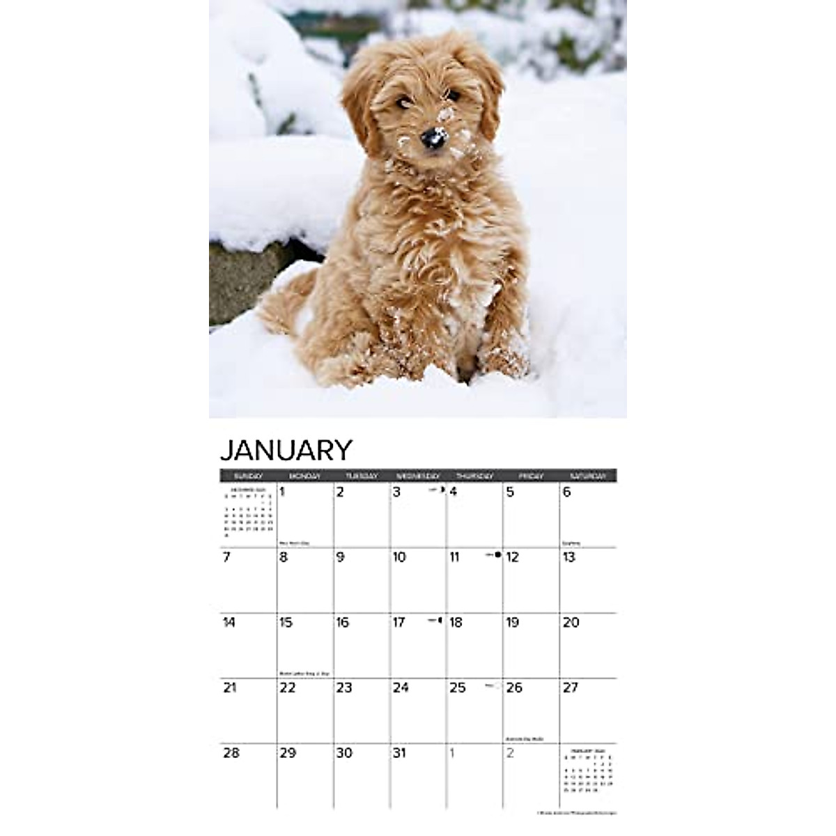 Willow Creek Press Goldendoodles Monthly 2024 Wall Calendar (12" x 12")