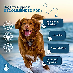 Hepatic Liver Support for Dogs - Dissolvable Homeopathic Liver and Digestive Canine Supplement for Liver Detox and Nutrient Absorption - 100% All Natural - Easy to Give, Free of Chemicals or Additives