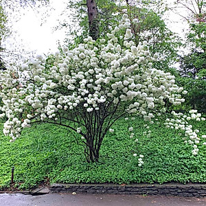 Old Fashion Snowball Viburnum Plant Live, Japanese Viburnum Shrub from 6 to 12 Inc Tall 4 Inc Pot