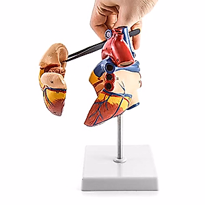 QWORK Human Heart Model, Anatomically Accurate Numbered 2-Part Life Size Heart Medical Model with 34 Anatomical Structures, Held Together with Magnets on Base