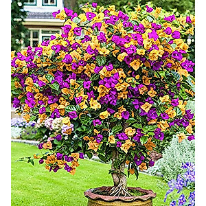 Dichondra Fresh 100 pcs Bougainvillea Flower Seeds for Planting Dark Yellow Violet