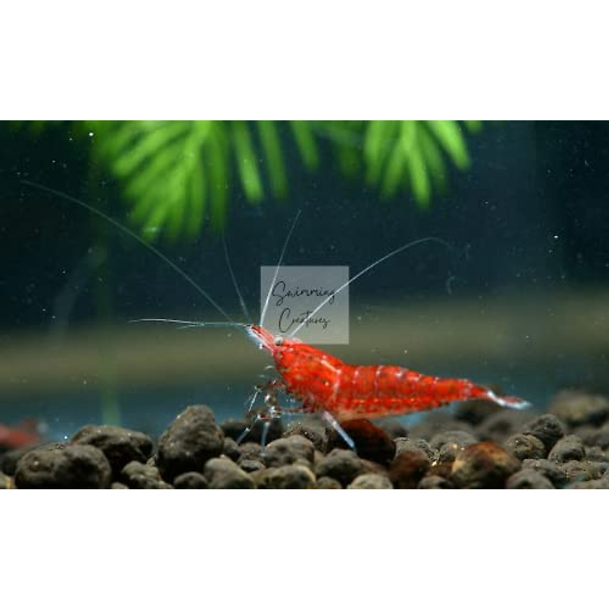 5 Fire Red Neocaridina Freshwater Aquarium Shrimps 1/4 to 1/2 inch Long Live Arrival Guarantee!
