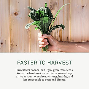 Lettuce Grow Outdoor Seedlings Bundle - Live Plants to Kickstart Outdoor Growing - Not Seeds or Pods - Living Plants for Hydroponic Growing Systems or Traditional Gardens - Non-GMO