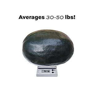 50 Black Diamond Watermelon Seeds for Planting - Heirloom Non-GMO Fruit Seeds for Planting - Grows Big Giant Watermelons Averaging 30-50 lbs