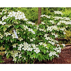 Elizabeth Lustgarten Flowering Weeping Dogwood - 2 Gallon Established Roots Potted Plant - Cornus kousa 'Elizabeth Lustgarten', Fast Growing Tree, Easy Care, Spring Flowers, Fall Colors-