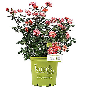 1 Gallon, Knock Out Rose Coral, with Gentle Green Foliage and Bold Coral Pink Blooms