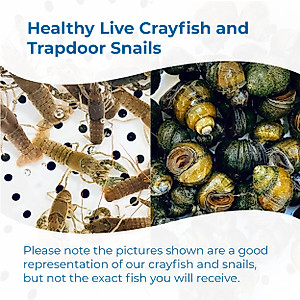Toledo Goldfish Live Crayfish and Trapdoor Snail Combo, Live Ornamental Species Perfect for Ponds, Tanks or Aquariums - 5 of Each, 10 Total Count