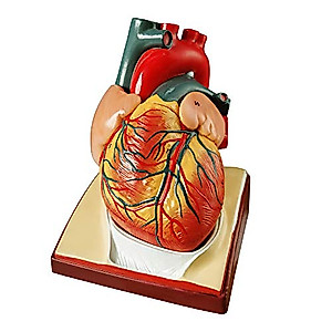 2023 Newest Design Life Size Human Heart Model,2-Parts 1:1 Anatomical Heart Model On Diaphragm and Pericardium Base,34 Anatomical Structures Teaching Science Models for Classroom and Cardiology Study