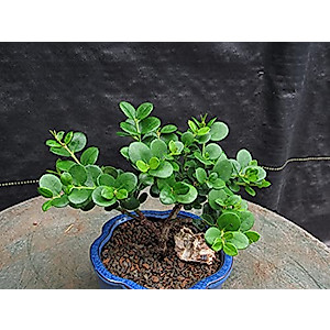 Natal Plum Bonsai Tree