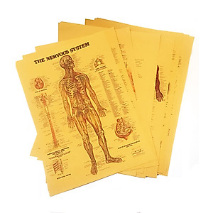 HUAHA Vintage Anatomical Poster Set - Photos Wall Decor - Anatomical Medical Art Set of 12 (16.5 inches x 12 inches)