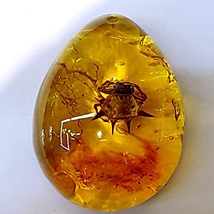 VORCOOL Amber Fossil with Insects Samples Stones Crystal Specimens Home Decorations Collection Oval Pendant for Kids (Random Pattern，8 x 6 x 1.8cm,1pc)