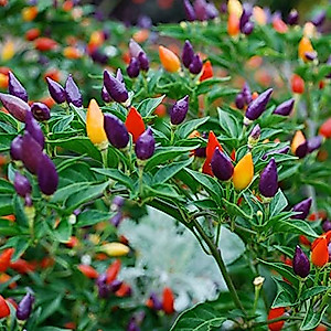 50Pcs Vegetable Ornamental Pepper Seeds for Planting 5 Color Pepper Plant Seeds Rainbow Plant Vegetable Seed ,for Growing Seeds in The Garden or Home Vegetable Garden