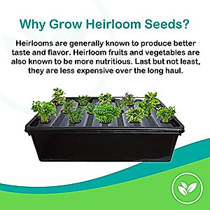 SavvyGrow Herb Lettuce Green Seeds Combo - 20 Variety 4000+ Heirloom Garden Seeds for Planting - 95% Plus Germination Rate, Non-GMO & Source in USA Vegetable Seeds