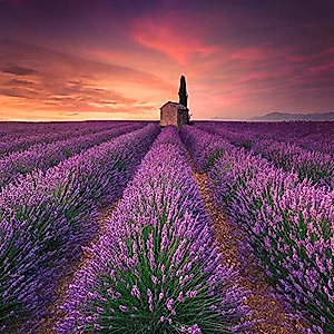 5000+ Provence Lavender Seeds Non-GMO Heirloom Garden Home for Planting, Blue