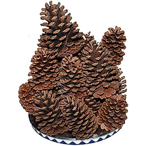 Pine Cones 3.5" to 4.7" Tall Christmas PineCones Giant Large Natural Pinecones for Home Accent Decor, 4 PCS, Bug Free (Large PineCones)