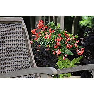 Outdoor Interiors GW21095 Grey Wash Eucalyptus & Driftwood Wicker Rocking Chair