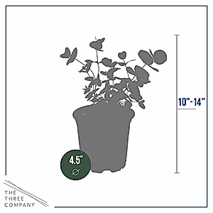 Live Aromatic and Healthy Herb - Eucalyptus (4 Per Pack), Improved Breathing and Air Quality, 10" Tall by 3" Wide