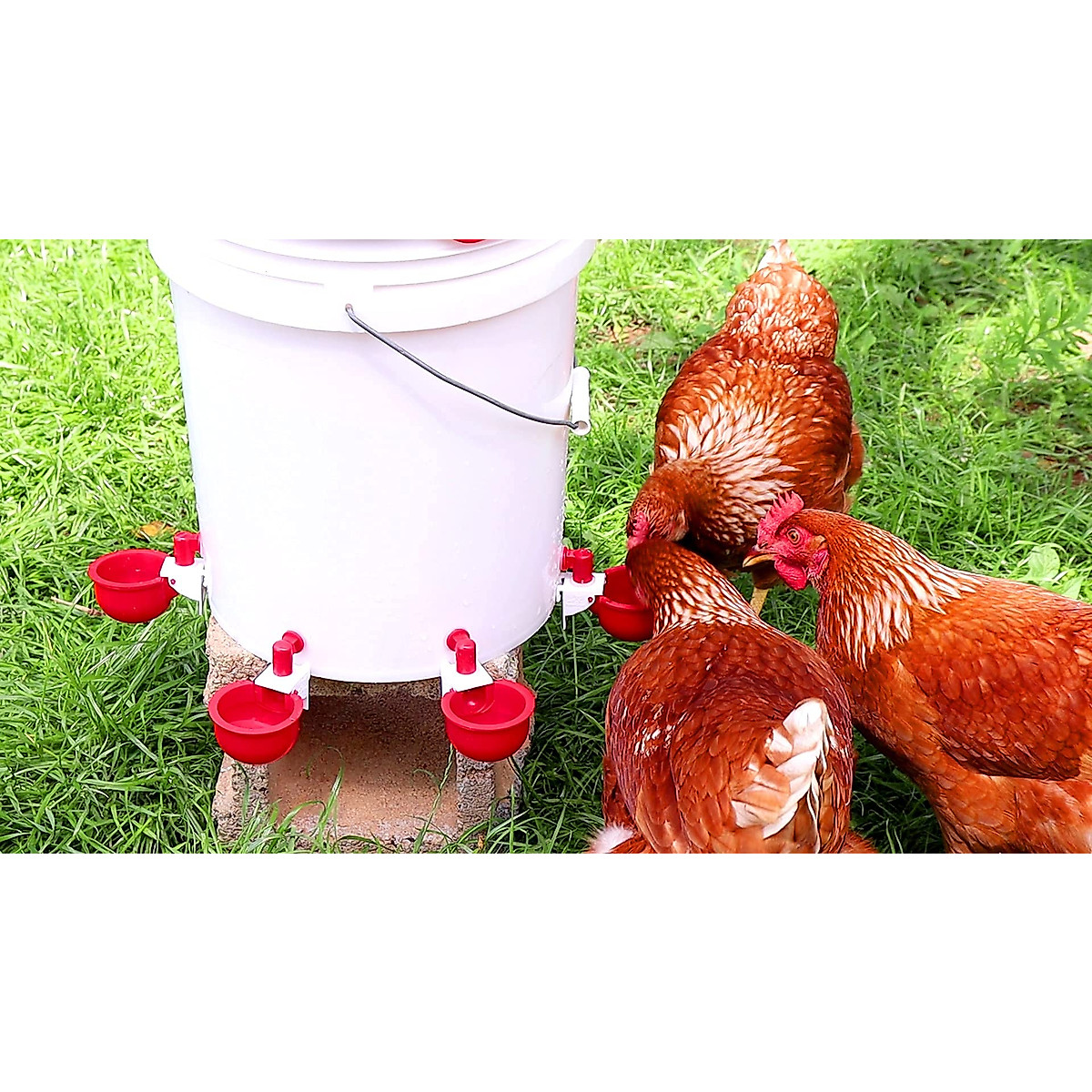 RentACoop DIY Automatic Chicken Waterer Cups for Any Chicken Watering System - Suitable for Tubing, Hardware Cloth, Buckets, Barrels, and More - Easy to Clean with Removable Cup Inserts - 7 Pack