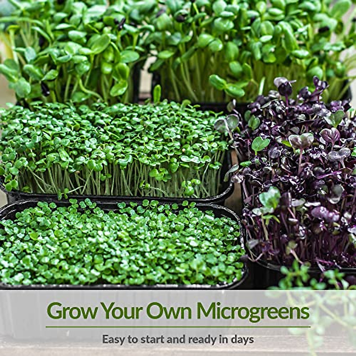 Survival Garden Seeds Microgreens 10 Pack - Instructions to Plant, Sprout, and Grow a Mix of Microgreen Plants - Arugula, Broccoli, Radish, Pea, Sunflower, Basil, Cabbage, Buckwheat, Kale, Beet Seed