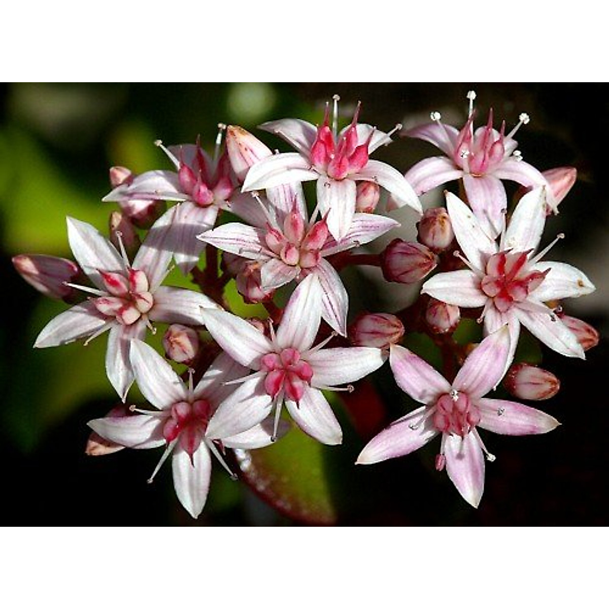 Jade Plant - Crassula ovata - Easy to Grow - 4" Pot