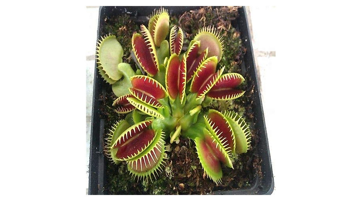 MITRAEE Venus Fly Trap Plant Seeds - Easy to Grow