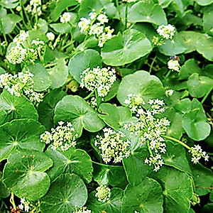 QAUZUY GARDEN 200 Centella Asiatica Seeds Indian Pennywort, Gotu Kola, Kodavan, Asiatic Pennywort - Non-GMO Seeds - Wonderful Herb to Plant Home Garden