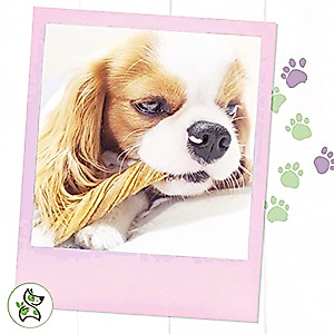 Nature Gnaws Tripe Twists for Dogs - Premium Natural Beef Sticks - Simple Single Ingredient Crunchy Dog Chew Treats - Rawhide Free 10 Count (Pack of 1)