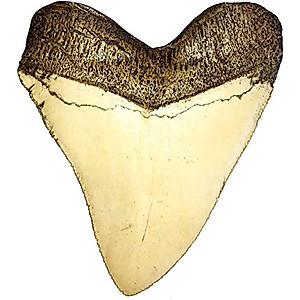 Universal Specialties Huge Realistic 5.5 Inch Carcharodon Megalodon Giant Shark Tooth Fossil Natural Colors Prehistoric Museum Quality Large Display Great Teeth for Kids or Collectors (Replica)