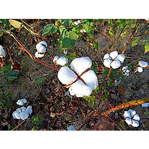 COTTON STICH Toddler 12x16 Zipper Pink Solid Pillowcase Set of 2, 600 Thread Count Egyptian Cotton Decorative Hotel Quality Mini Throw Pillow Insert