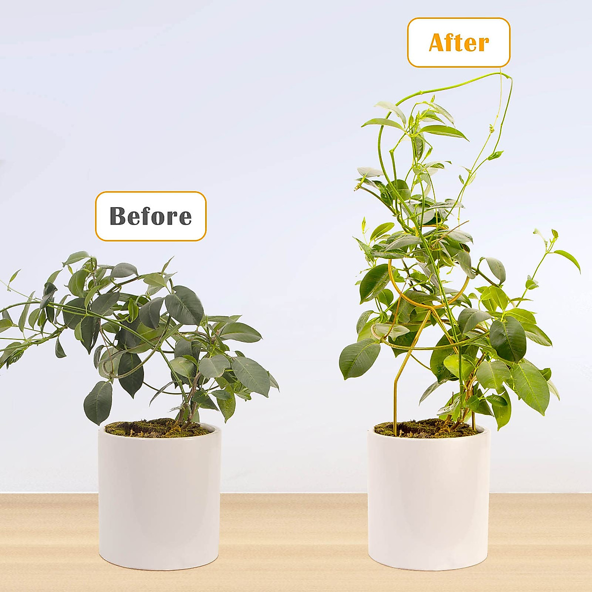 4 Pcs Small Metal Plant Trellis for Indoor Potted Plants, Mini Gold Trellis for Climbing Plants Indoor, House Plant Trellis Indoor Plant Support Stake for Small Planter