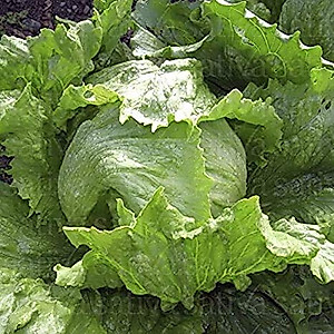 Iceberg Lettuce Seeds for Planting, 2500+ Heirloom Seeds Per Packet, (Isla's Garden Seeds), Non GMO Seeds, Botanical Name: Lactuca Sativa VAR, Great Home Garden Gift