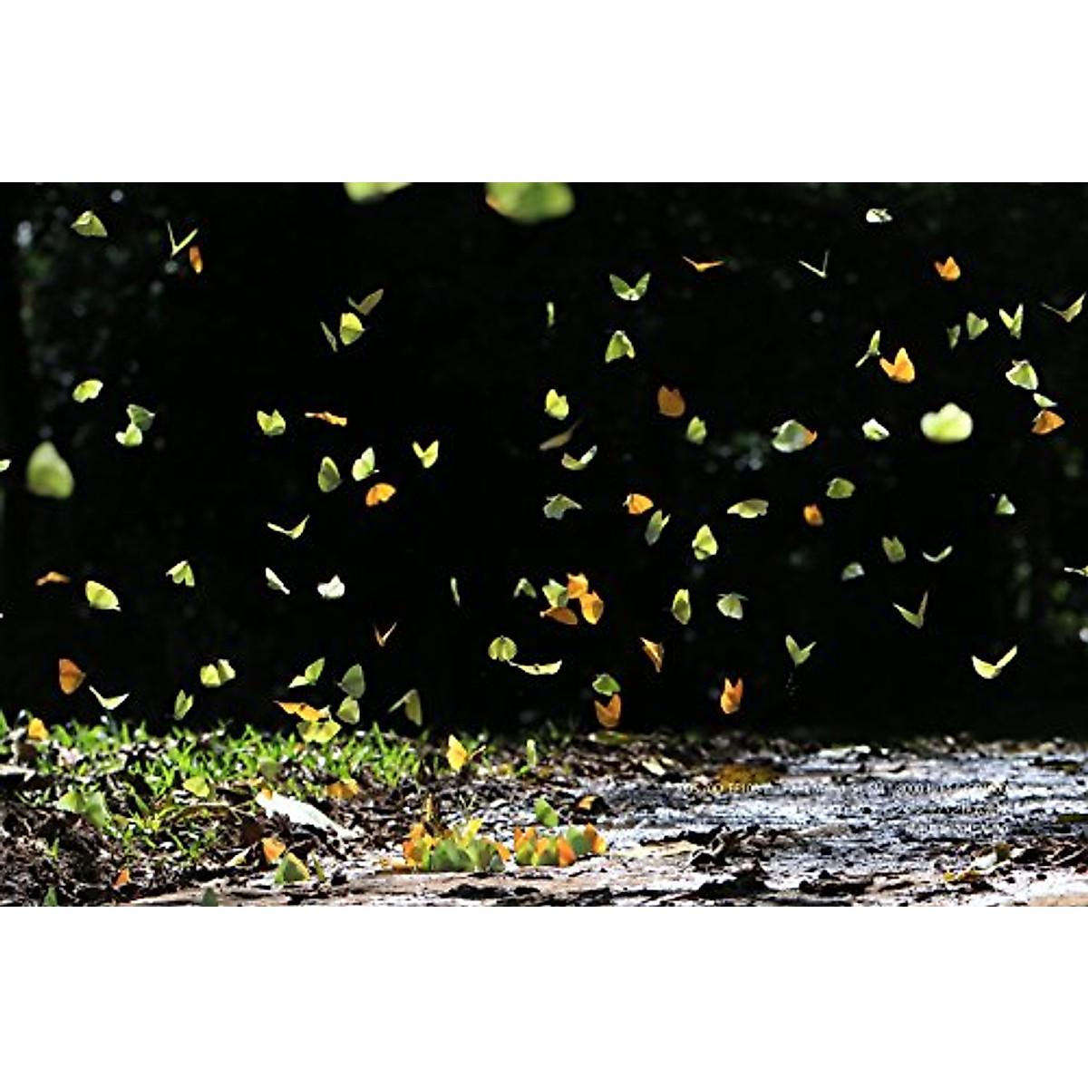 Canon EOS 70D with 18-55mm STM and 55-250mm STM Lenses - International Version