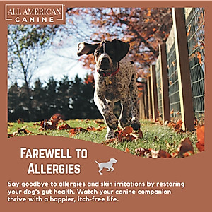 All American Canine Complete Probiotic Gut Support - Prevents Digestive Gut Health, Boosts Immune System - Blend Helps Prevent Digestive Issues Diarrhea, Constipation, & Inflammatory 90 Serving - 5oz