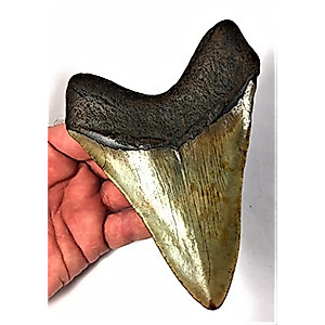 Exact Tooth as Shown in Image - Genuine One-of-a-Kind Prehistoric Fossilized Megalodon Shark Tooth with a Custom 3D-Printed Tooth Stand and a Glossy 8-1/2" x 11" Certificate of Authenticity (4.960")