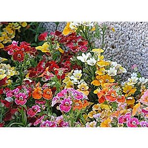Seeds Nemesia Carnival Mix (Cape Snapdragon) Ornamental Indoor Flower Annual Garden Cut Flowers for Planting Non GMO