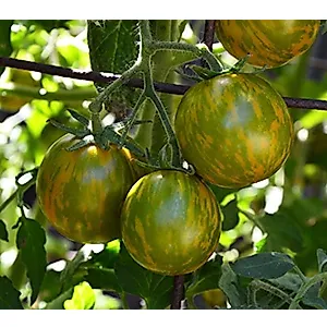"Green Zebra" Tomato Seeds for Planting, 50+ Heirloom Seeds Per Packet, (Isla's Garden Seeds), Non GMO Seeds, Botanical Name: Solanum lycopersicum, Great Home Garden Gift