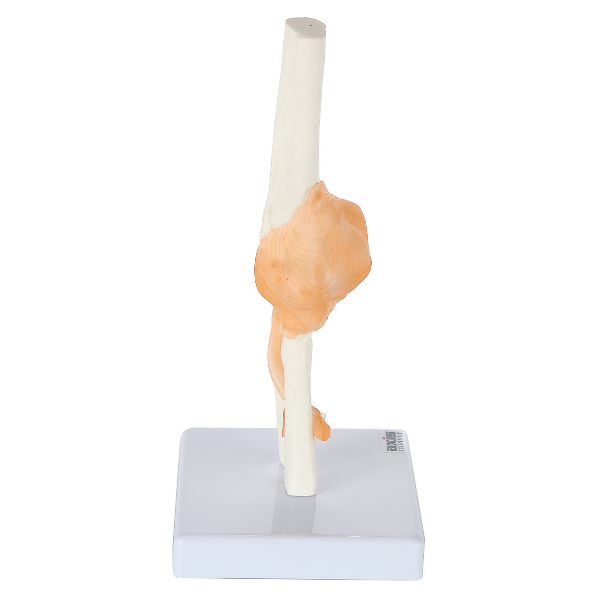 Axis Scientific Flexible Elbow Model, Life-Size Flexible Elbow Joint with Realistic and Soft Ligament Anatomy, Includes Base for Display and Interaction, Detailed Product Manual
