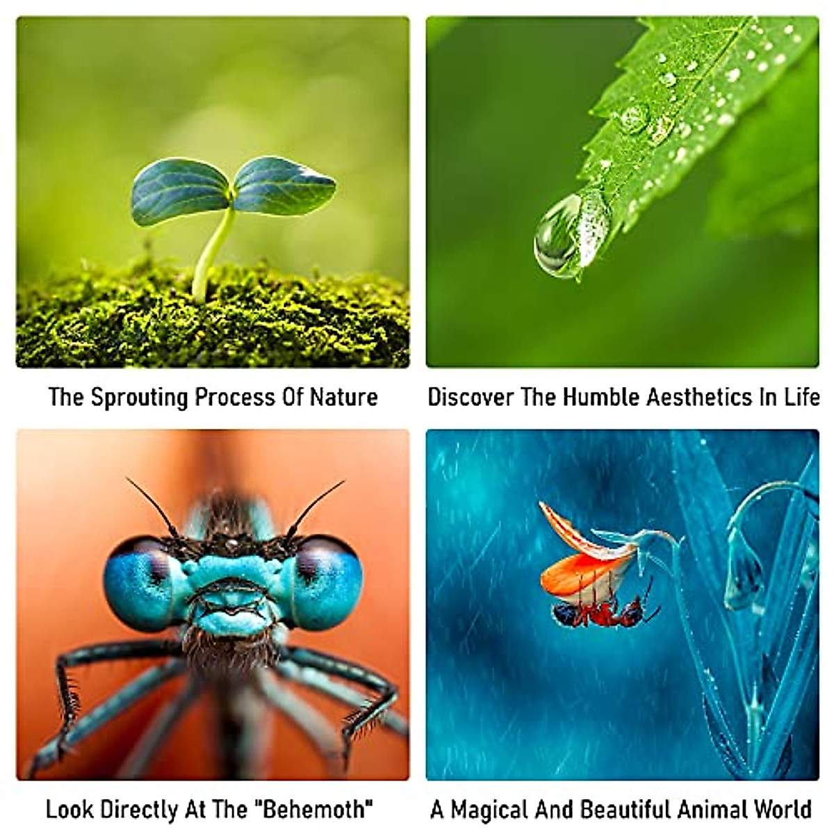 Viltrox Metal Mount Auto Focus Macro Extension Tube Ring Set 12mm 20mm 36mm for Canon EF & EF-S Lens DSLR Camera 760D 700D 90D 80D 70D 5D 6D 7D 1300D Rebel T6 T7 T5 T8i T7i T6i T6s T5i T4i SL3