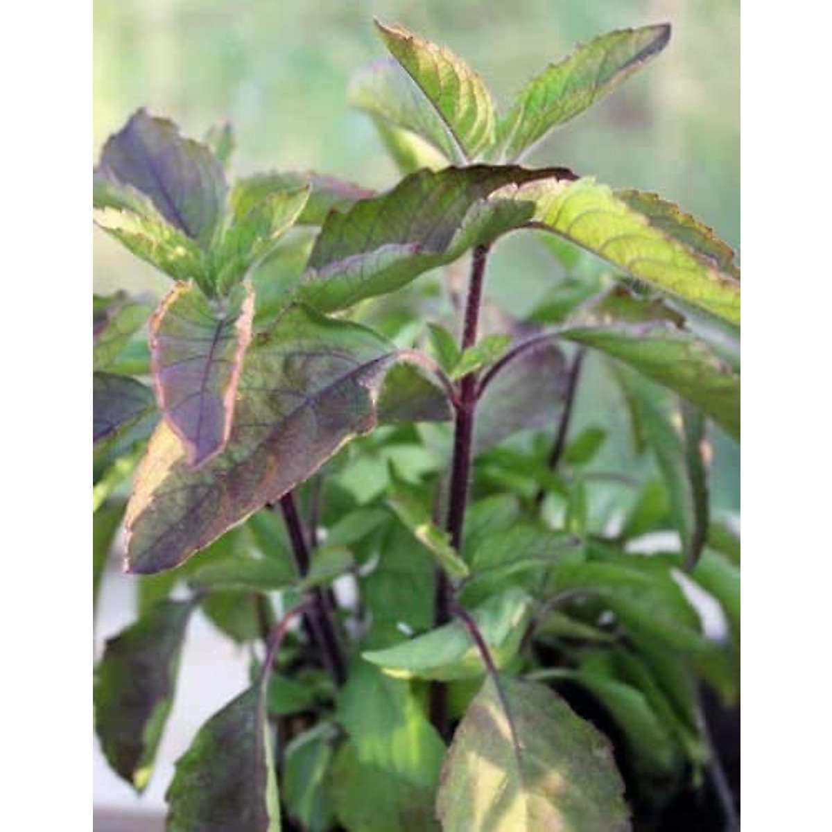 100+ Krishna Tulsi Holy Basil Seeds Red Leaf Indian Sacred Red Leaf Herb Tulasi Thulasi Shayam Heirloom Non-GMO Fragrant Grown in USA