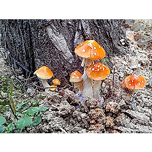 6 Pcs Mini Mushroom Miniature Figurines Resin Figurines Fairy Garden Miniature Moss Landscape DIY Terrarium Crafts Ornament Accessories for Home Décor