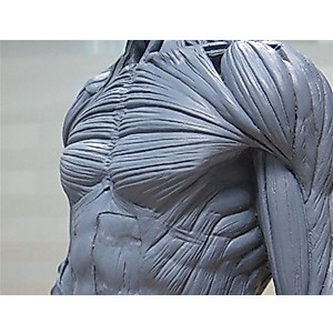 NSKI 1:6 30cm Resin Human Skeleton Anatomical Model Anatomy Skull Sculpture Head Body Muscle