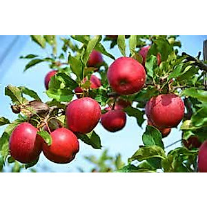 3 WINESAP Apple Fruit Tree Scion Grafting 10-12 INCHES/Cutting/Rooting