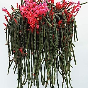 Rat Tail Cactus Plant
