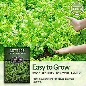 Survival Garden Seeds - Green Salad Bowl Lettuce Seed for Planting - Packet with Instructions to Plant and Grow in Your Home Vegetable Garden - Non-GMO Heirloom Variety