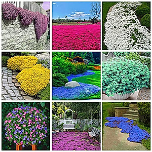 3000+ Mix Creeping Thyme Seeds for Planting, Thymus Serpyllum Heirloom, Ground Cover Plants Easy to Plant and Grow, Blue, Purple, White, Red, Green, Yellow Flowers