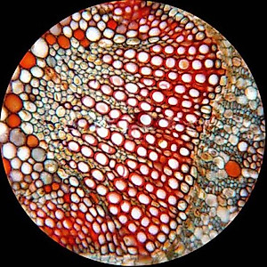 AmScope M158C-2L-PS25 Cordless Compound Monocular Microscope, WF10x and WF25x Eyepieces, 40x-1000x Magnification, Upper and Lower LED Illumination with Rheostat, Brightfield, Single-Lens Condenser, Coaxial Coarse and Fine Focus, Plain Stage, 110V or Batte