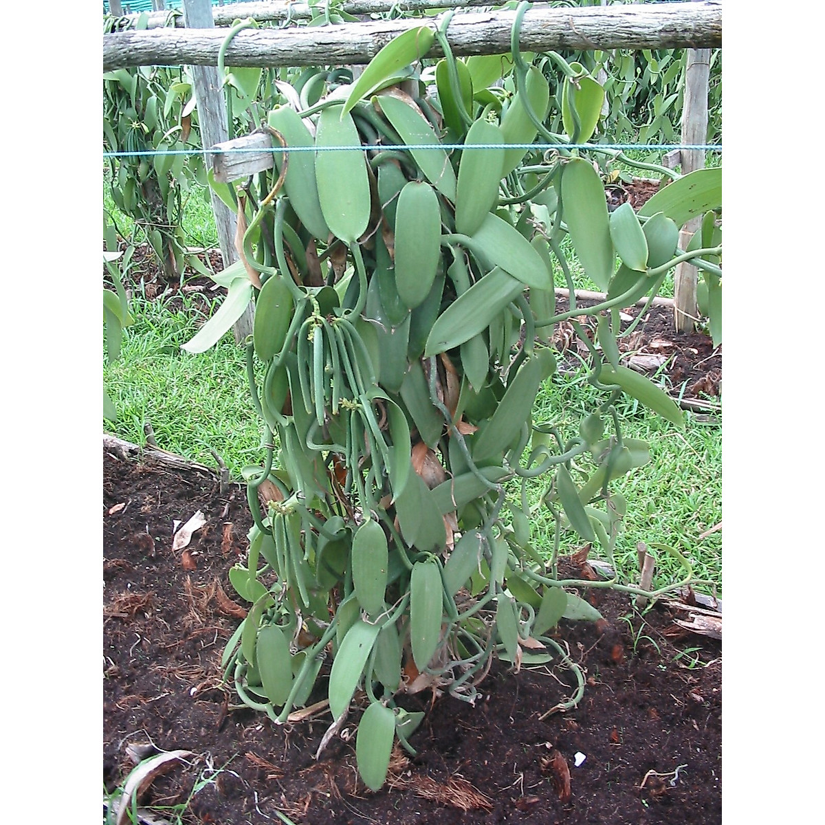 25 Tahitian Extract Grade B Vanilla Beans 4~6" by Vanilla Products USA