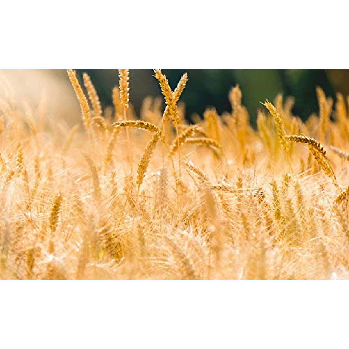 Greentiming Small Cereal Bowl Colorful Dinner Bowls Set of 4, Unbreakable Lightweight Durable Meal Rice Bowl - 12 oz Microwavable Bowl for Salad, Soup, Fruits, Desserts, Portable Bowl for Picnic