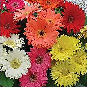 Outsidepride Gerbera Daisy Indoor House Plant or Flower Mix for Outdoor Containers, Pots, Planters, Beds - 100 Seeds